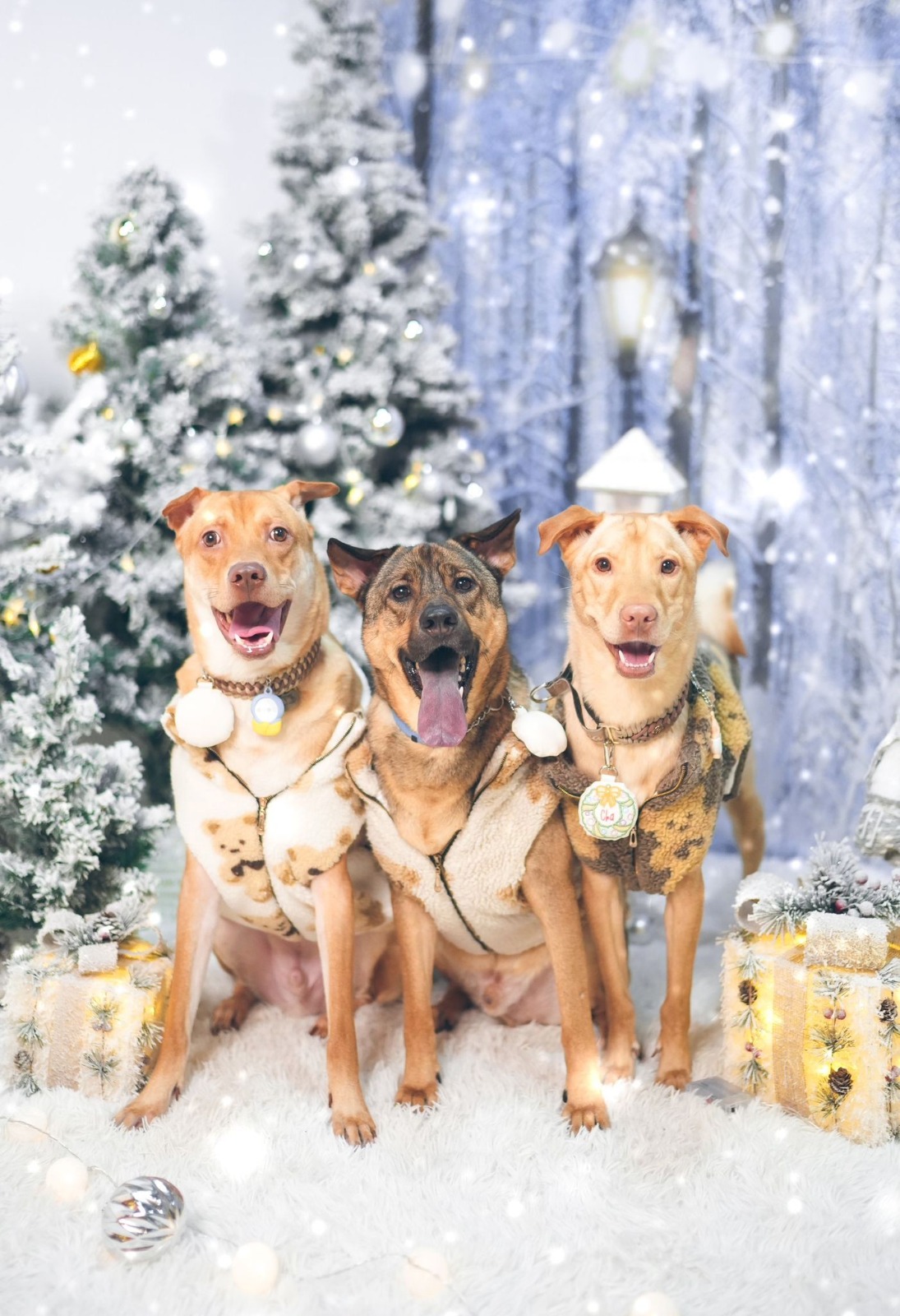 "Happy Paws & Claws" Holiday Pet Photo Contest | Kerry Engagement